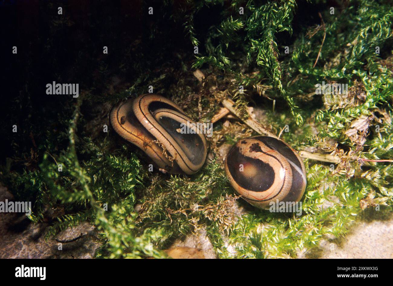 Baby slow worms hi-res stock photography and images - Alamy