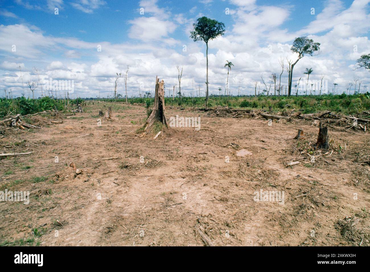 Deforestation animal hi-res stock photography and images - Alamy
