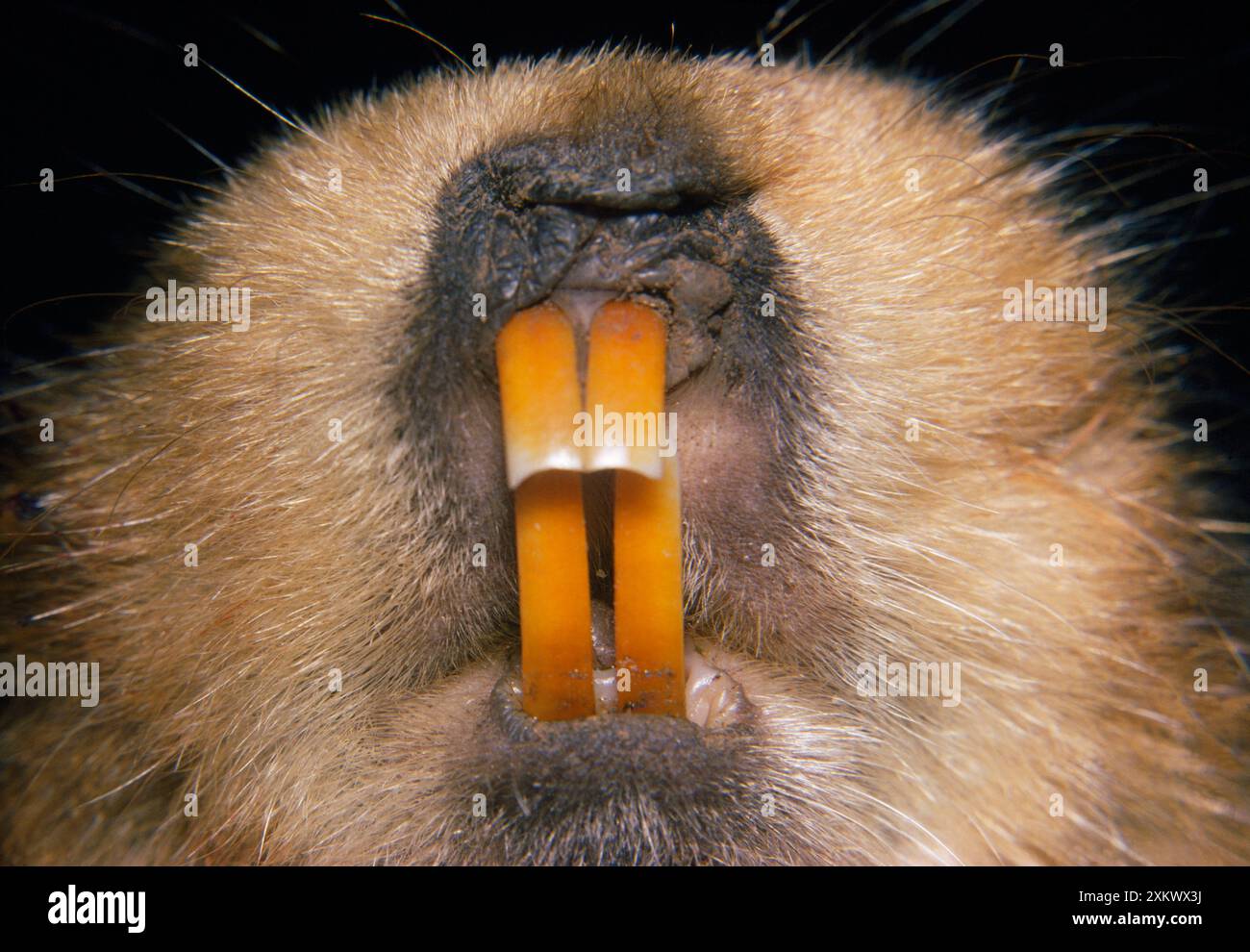 GIANT MOLE RAT Stock Photo - Alamy