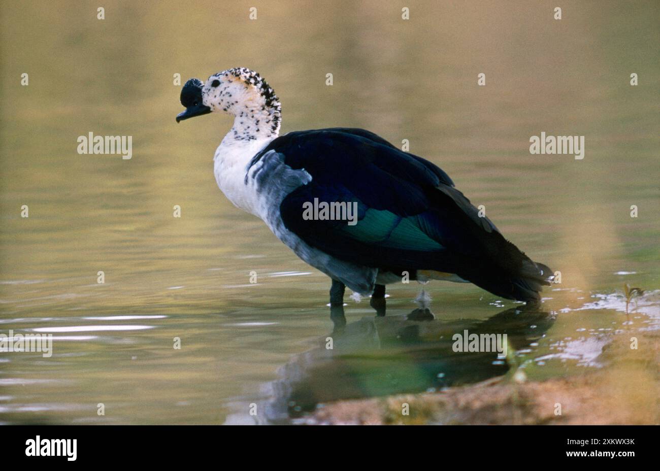 Duck billed hi-res stock photography and images - Alamy