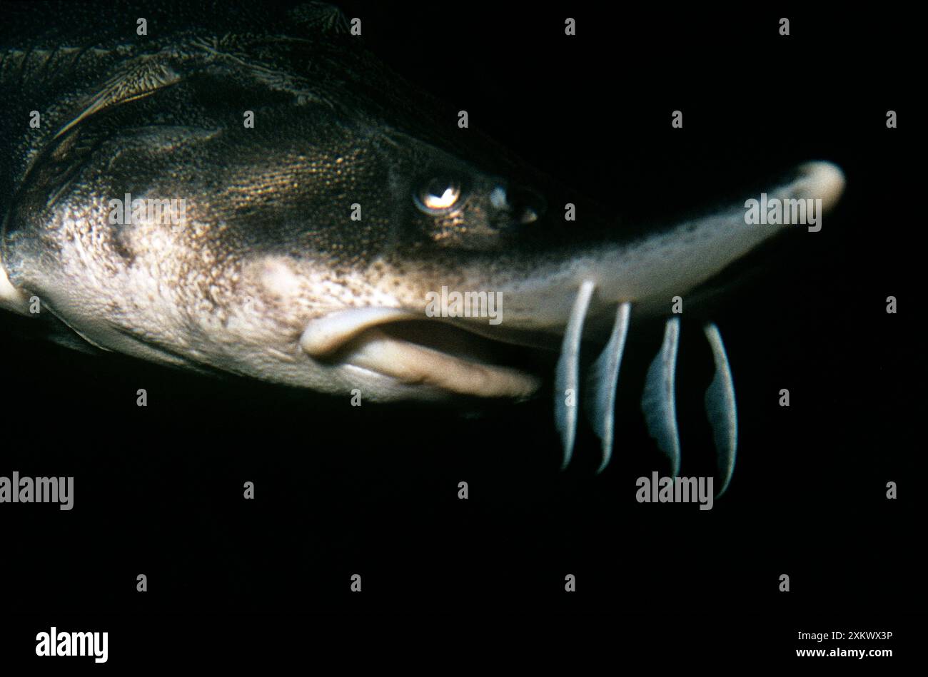 Lake sturgeon hi-res stock photography and images - Alamy