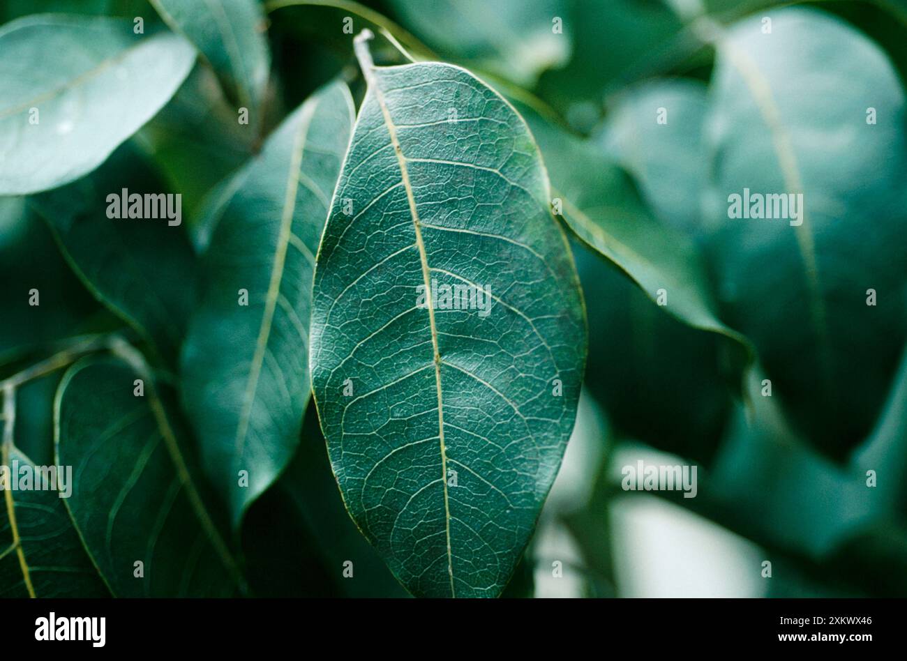 Mahogany tree south america hi-res stock photography and images - Alamy