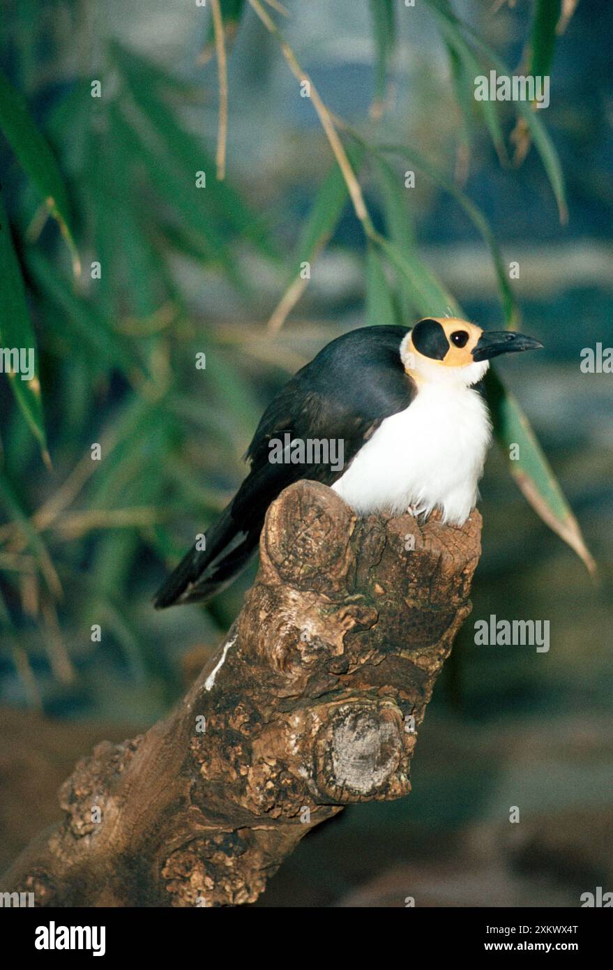 White-necked Bald Crow / White-necked Bald Rockfowl Stock Photo - Alamy