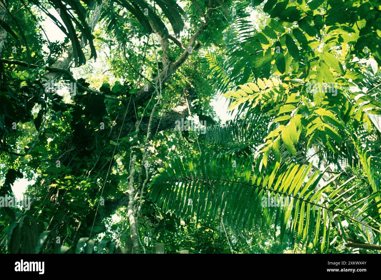 Tropical Forest - Canopy Stock Photo - Alamy