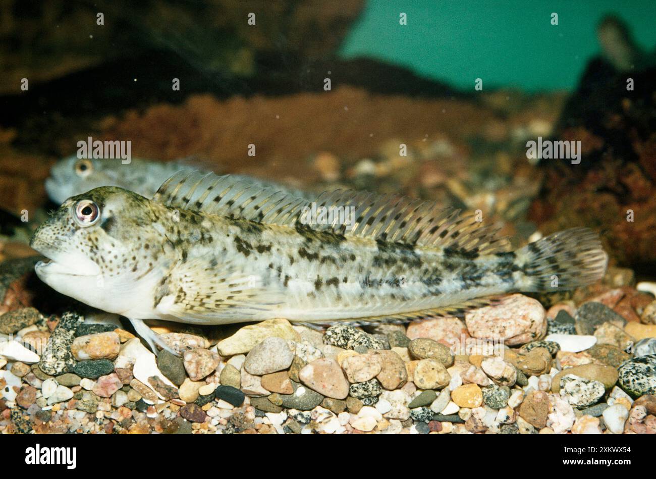 Shanny hi-res stock photography and images - Alamy