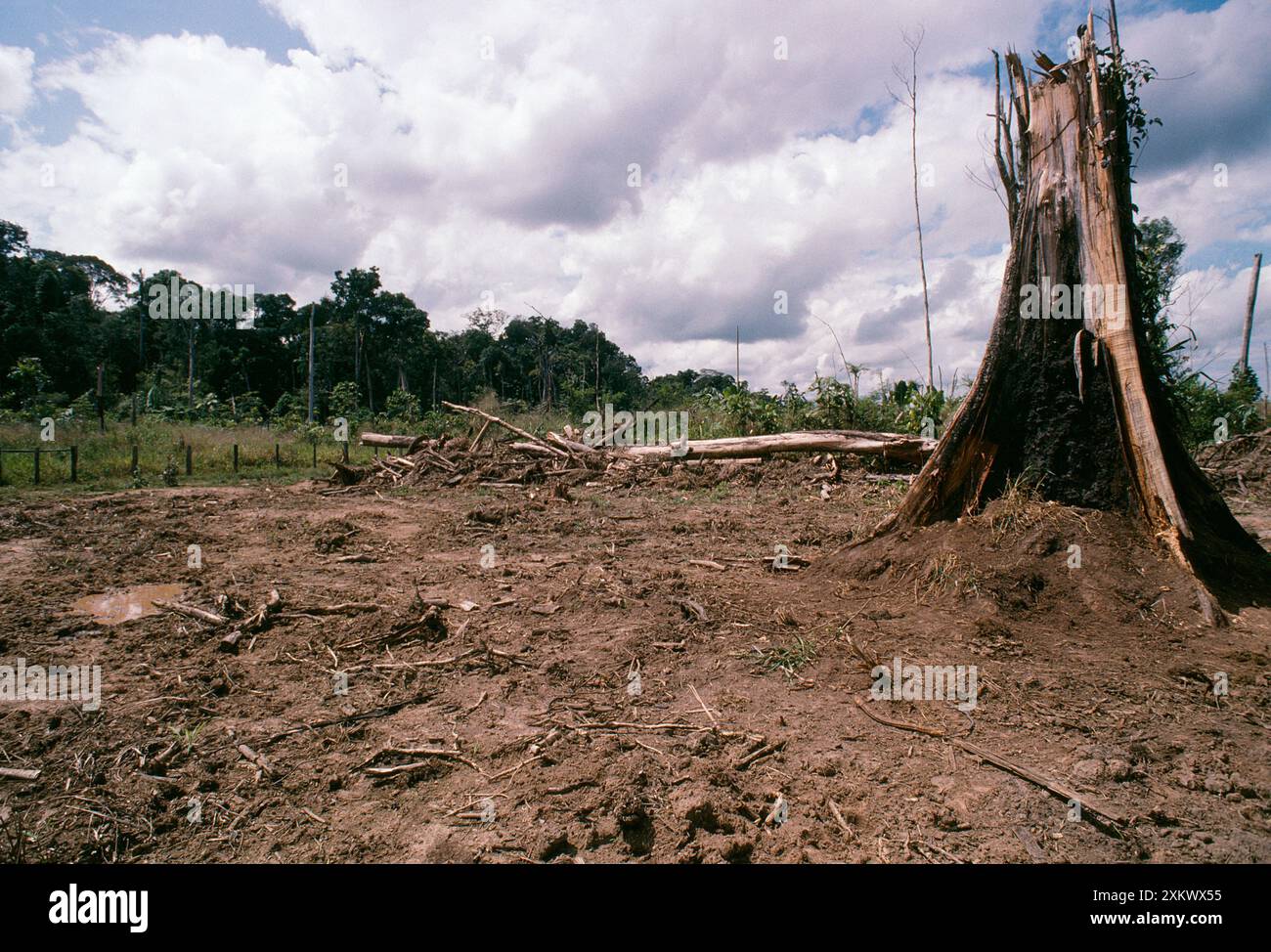 Deforestation - Rainforest cleared for Cattle ranching Stock Photo - Alamy