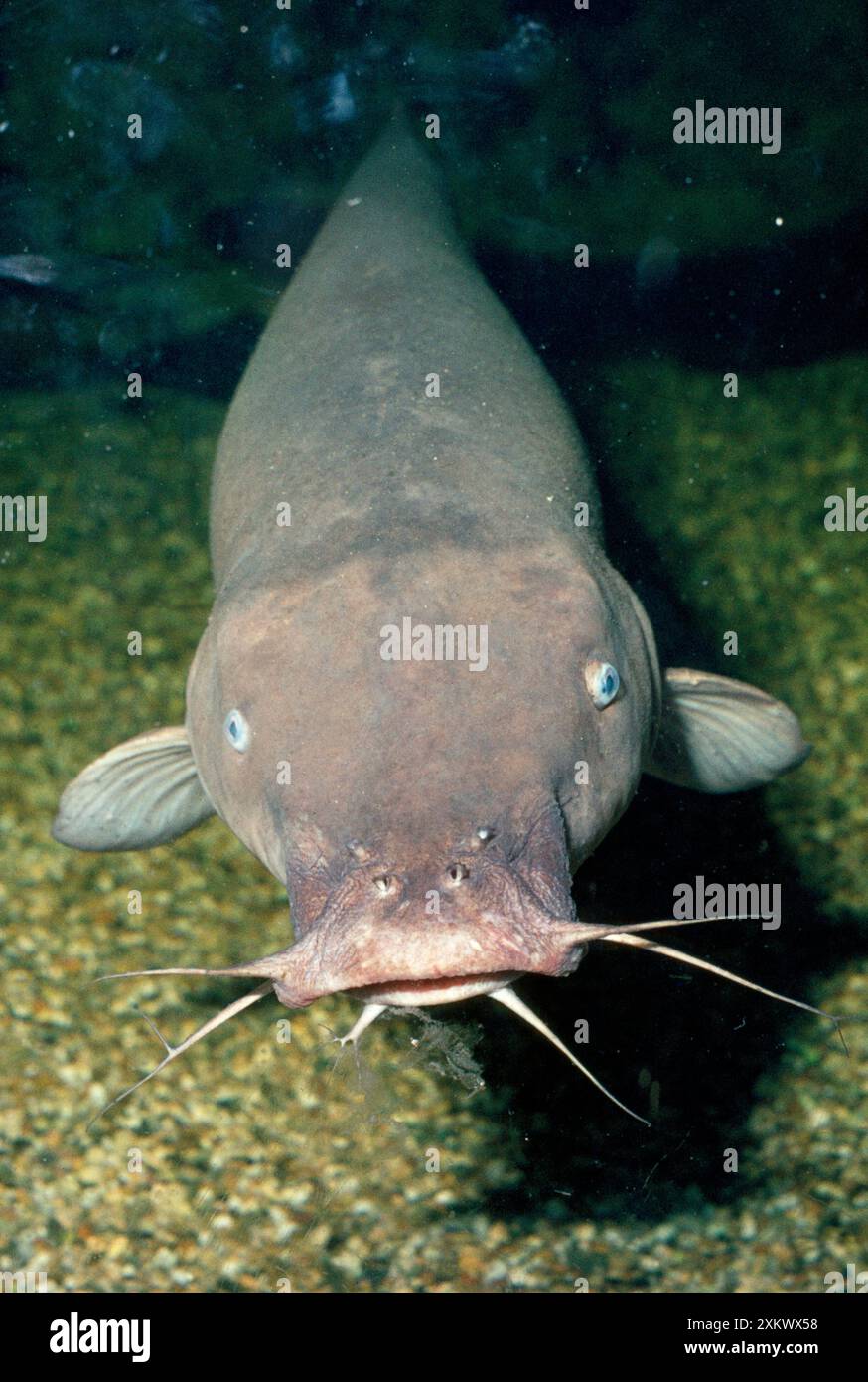 Electric Catfish - showing barbels around mouth Stock Photo - Alamy