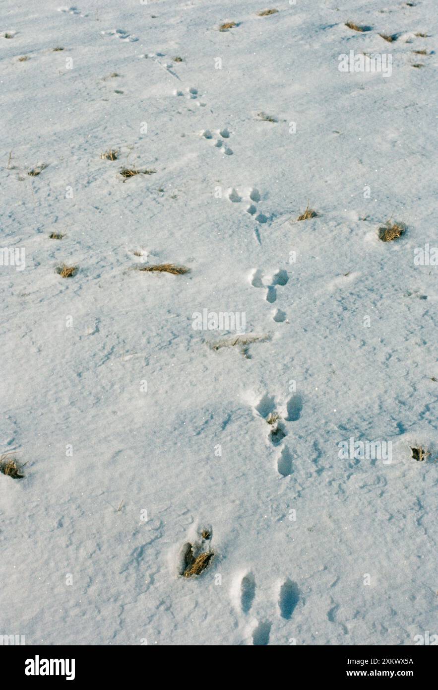 Rabbit paw print hi-res stock photography and images - Alamy