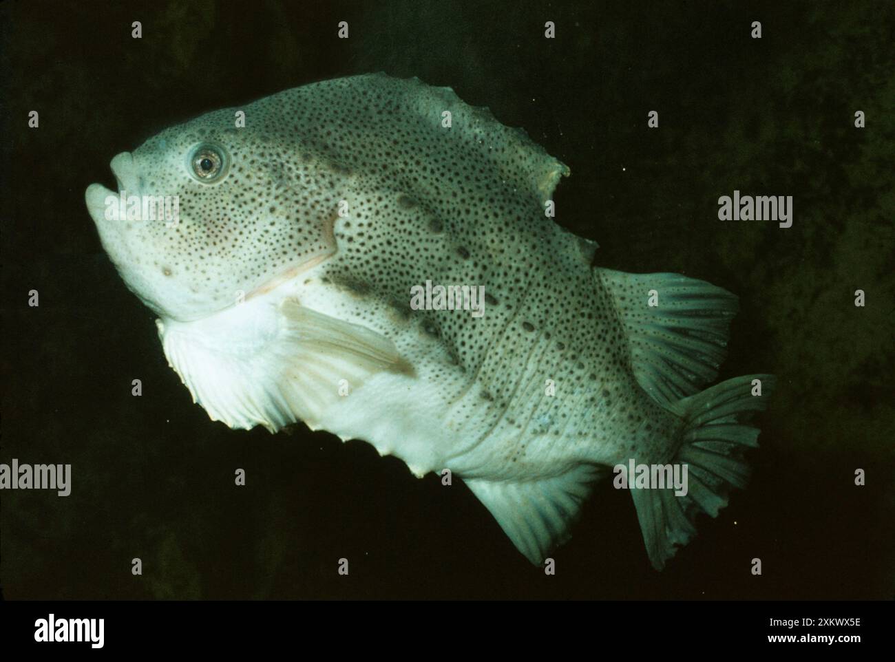 Lumpsucker fish hi-res stock photography and images - Alamy