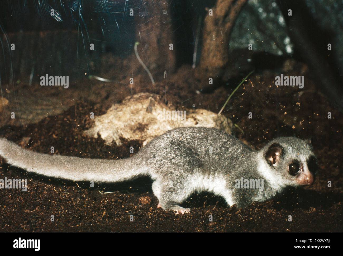 Fat tailed lemur hi-res stock photography and images - Alamy