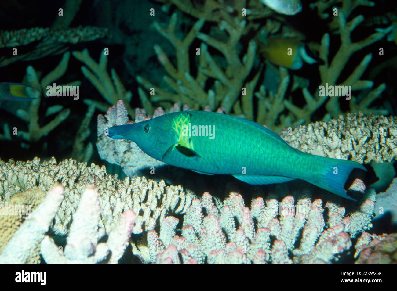 Bird Wrasse Fish Stock Photo - Alamy