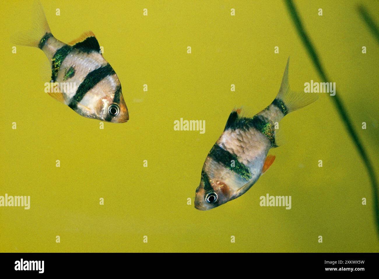 FISH - Six-Banded Tiger BARBS Stock Photo - Alamy