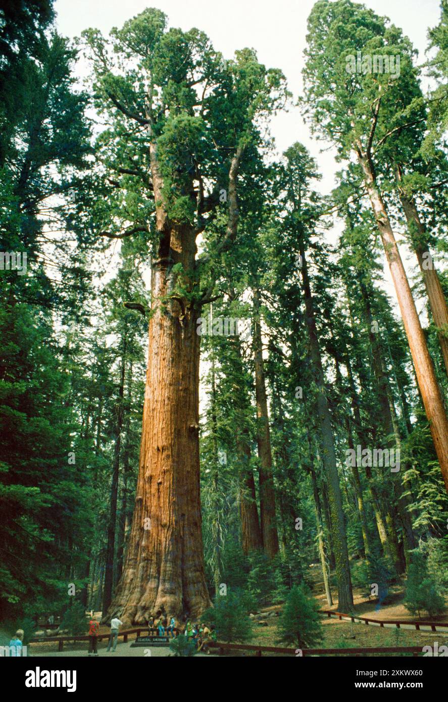 Giant SEQUOIA / Wellingtonia / Sierra Redwood Stock Photo - Alamy