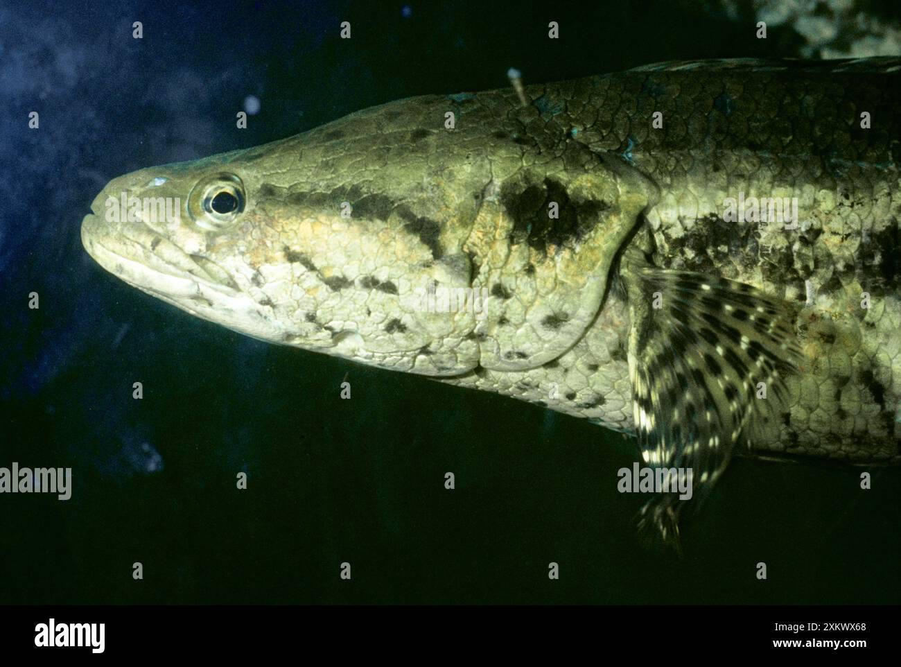 Close up fish faces hi-res stock photography and images - Alamy