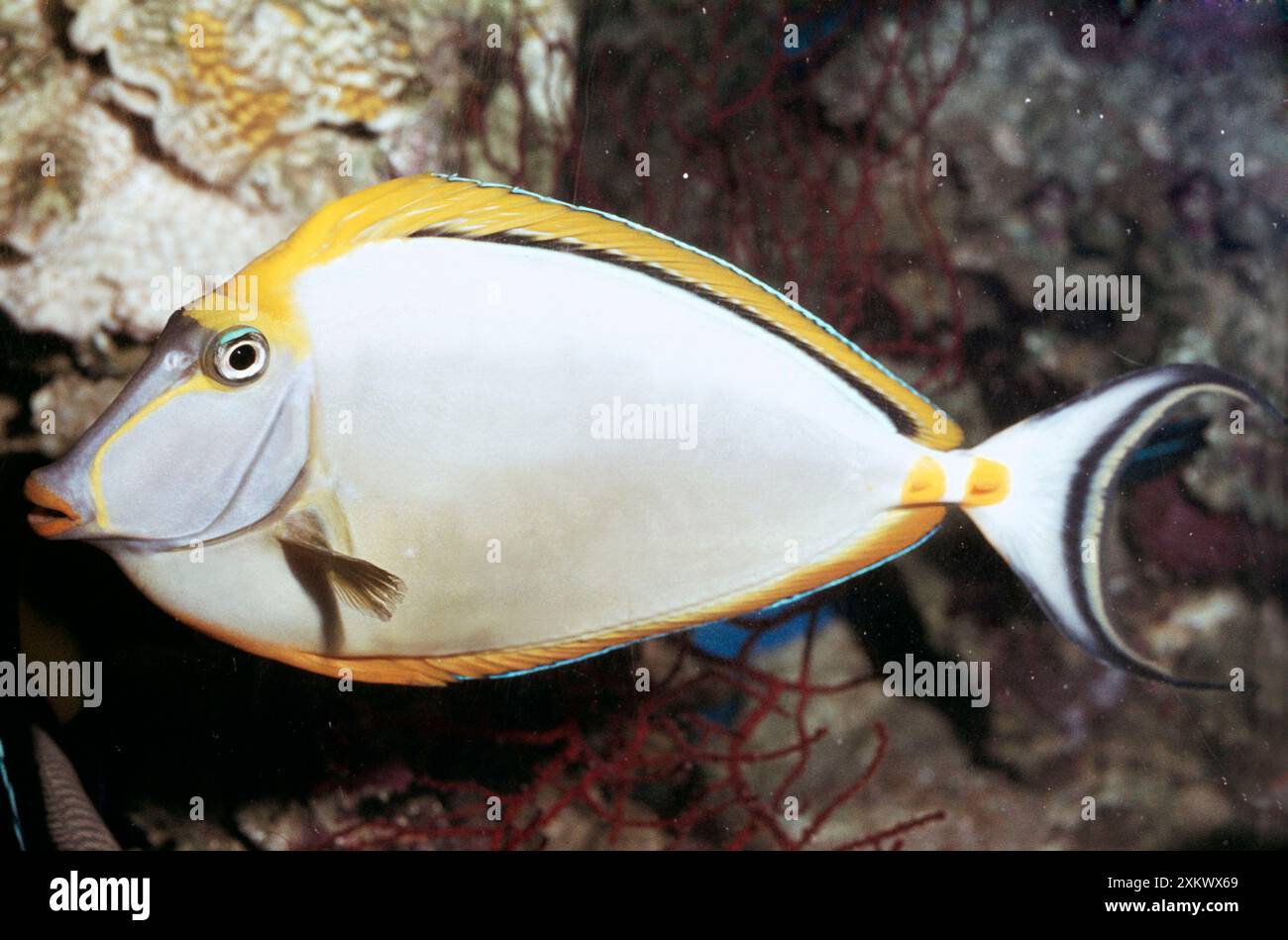 Orangespine Unicorn / Surgeonfish / Tang Fish Stock Photo - Alamy