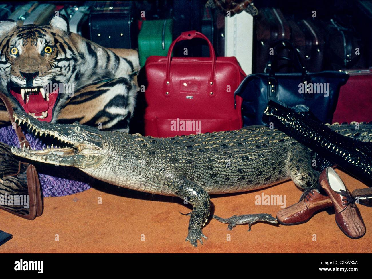 Crocodile skins for sale hi-res stock photography and images - Alamy