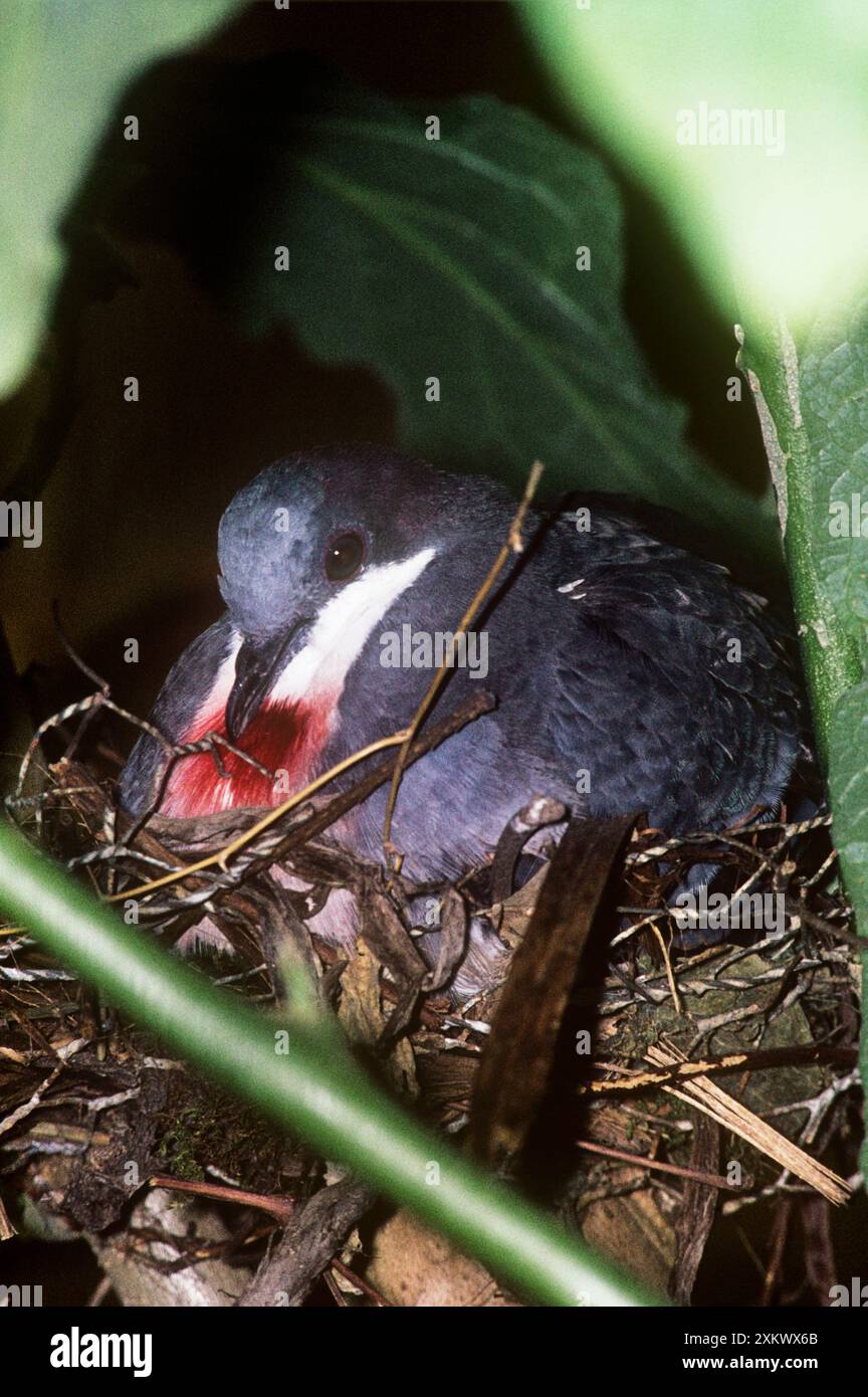 Luzon bleeding heart pigeon hi-res stock photography and images - Alamy