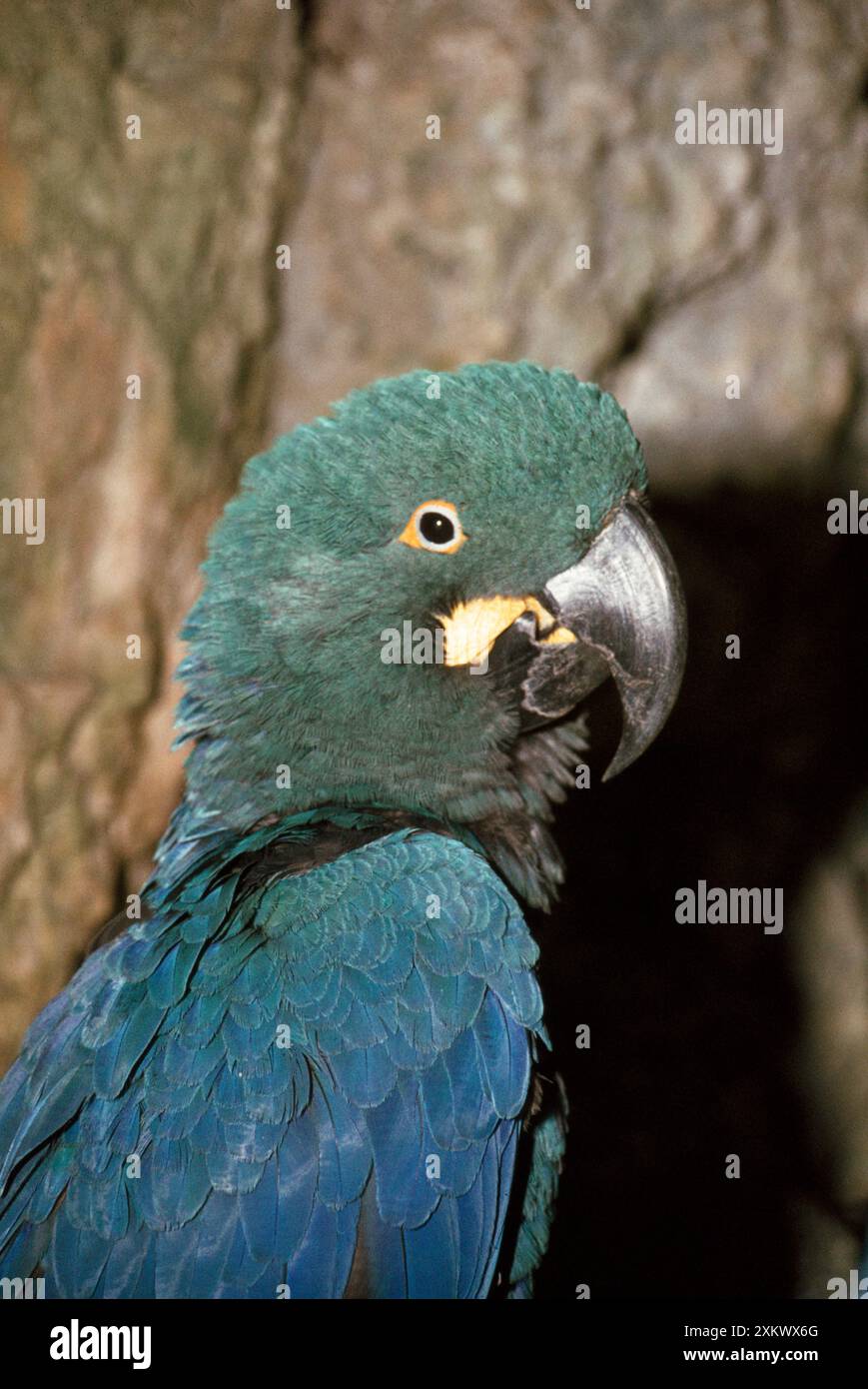 Learos hi-res stock photography and images - Alamy