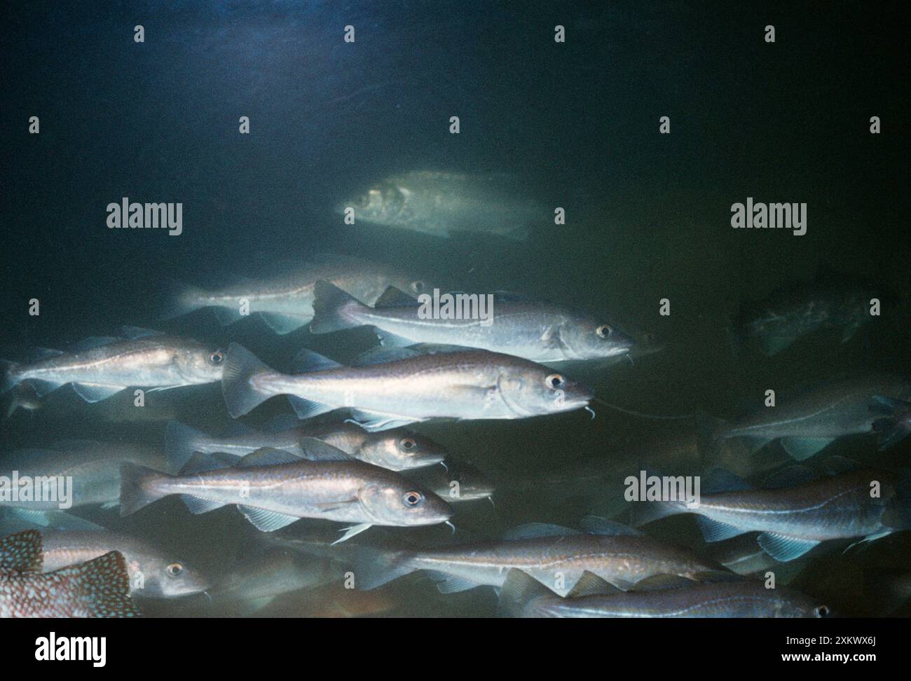 Shoal of hi-res stock photography and images - Alamy