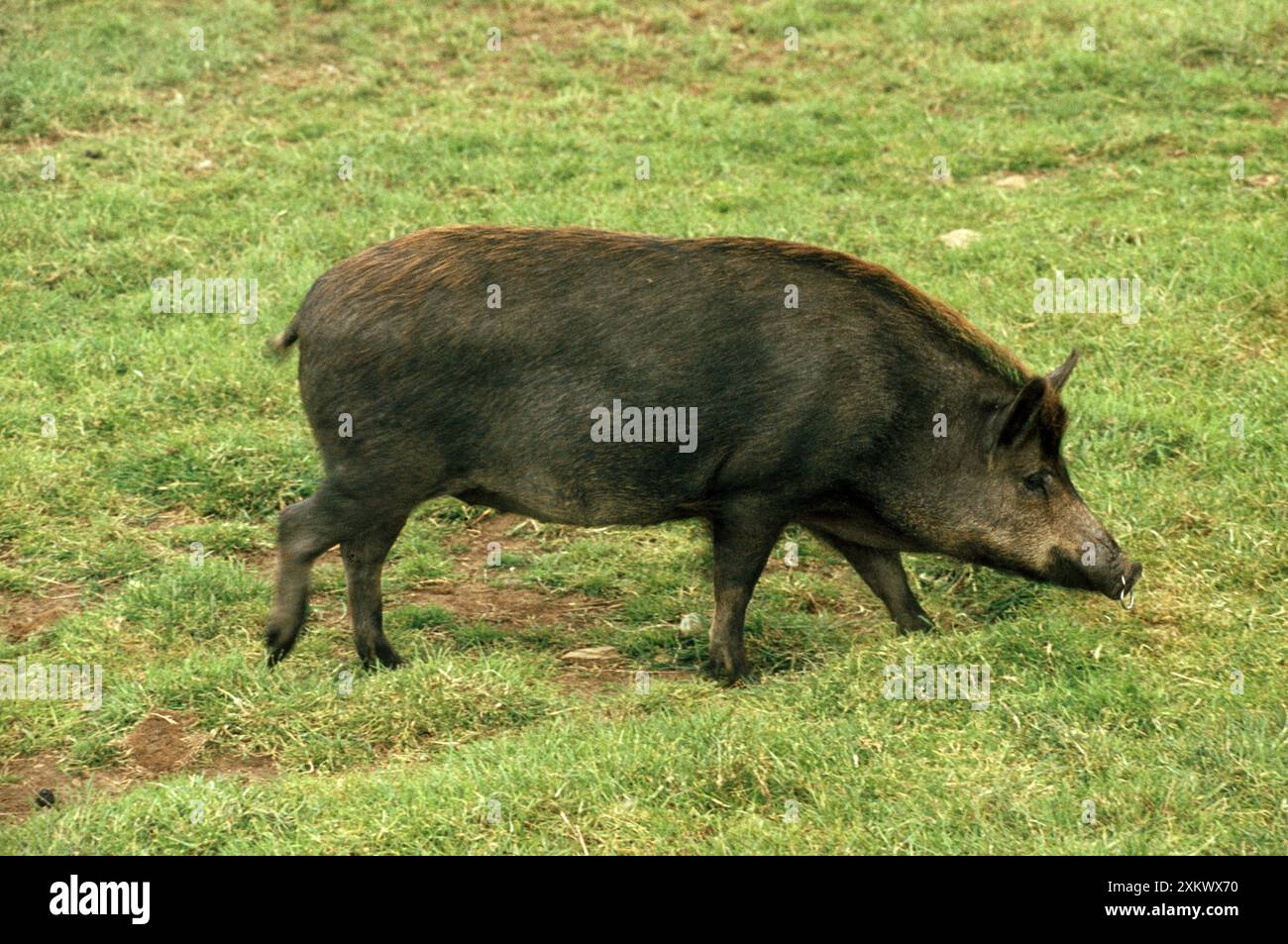 Iron Age Pig - hybrid, crossbreed Stock Photo - Alamy