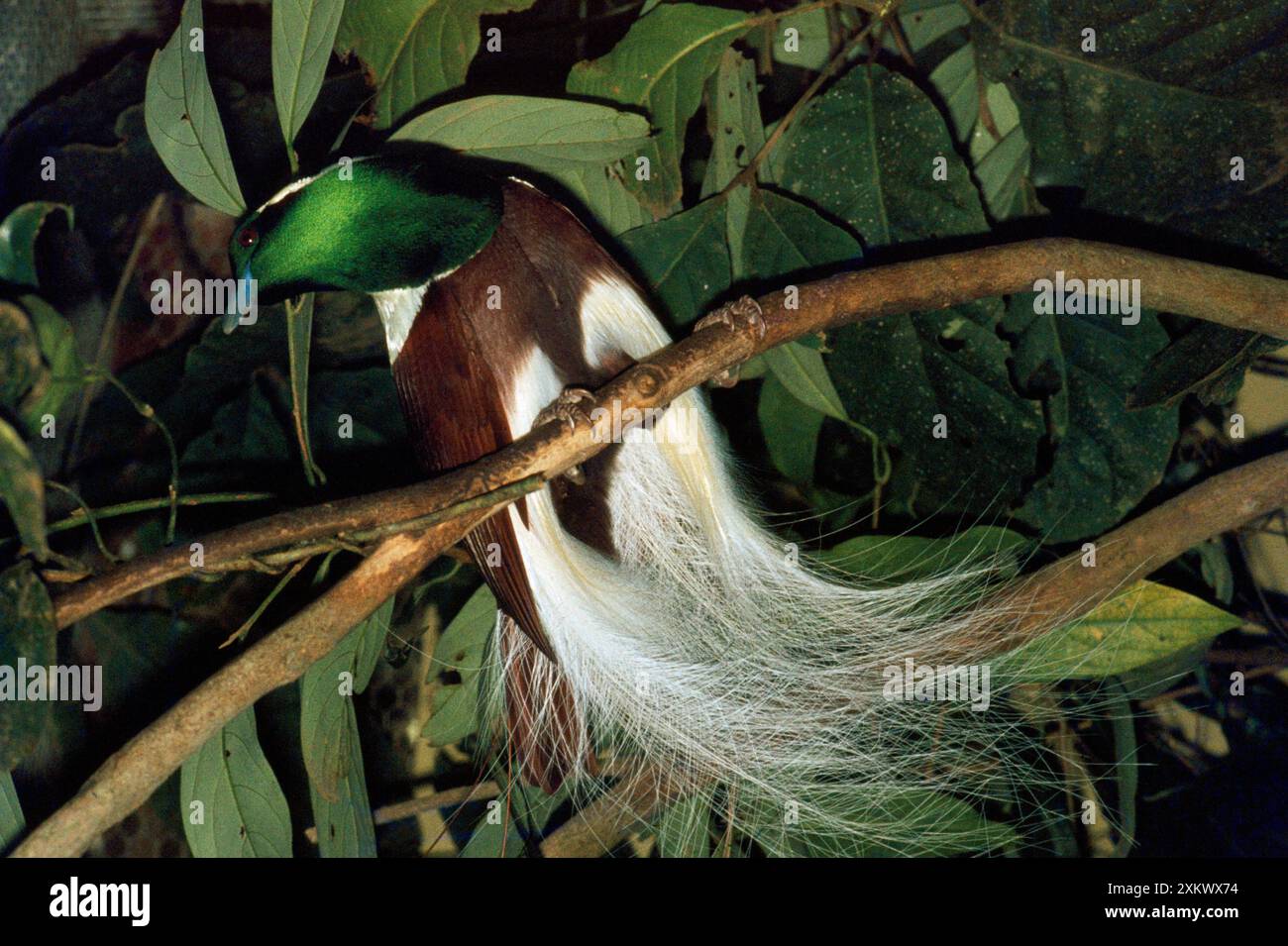 Emperor of Germany's Bird of Paradise Stock Photo - Alamy