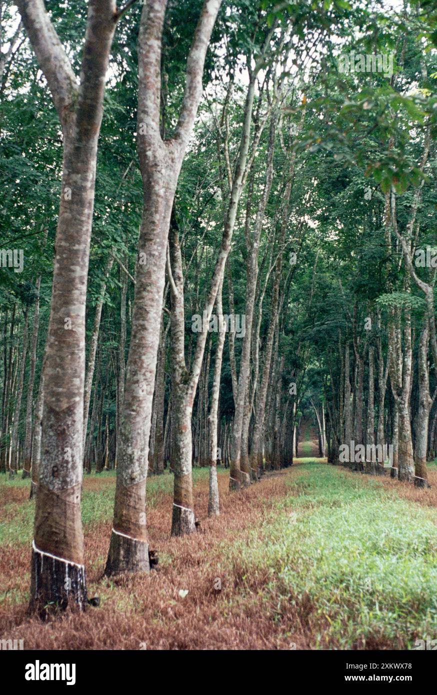 Wildlife trees hi-res stock photography and images - Alamy