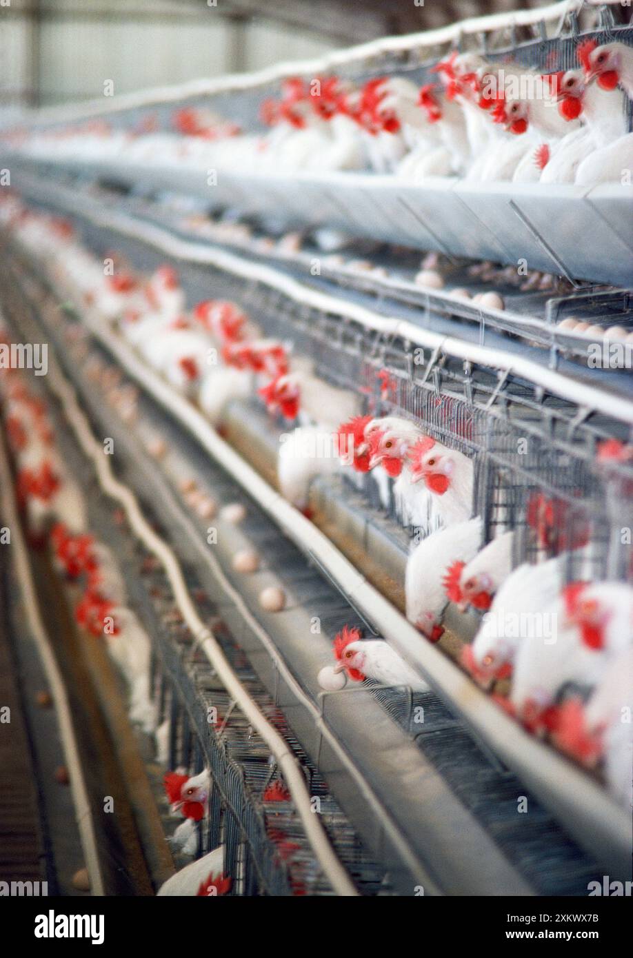 Battery farm cages hi-res stock photography and images - Alamy