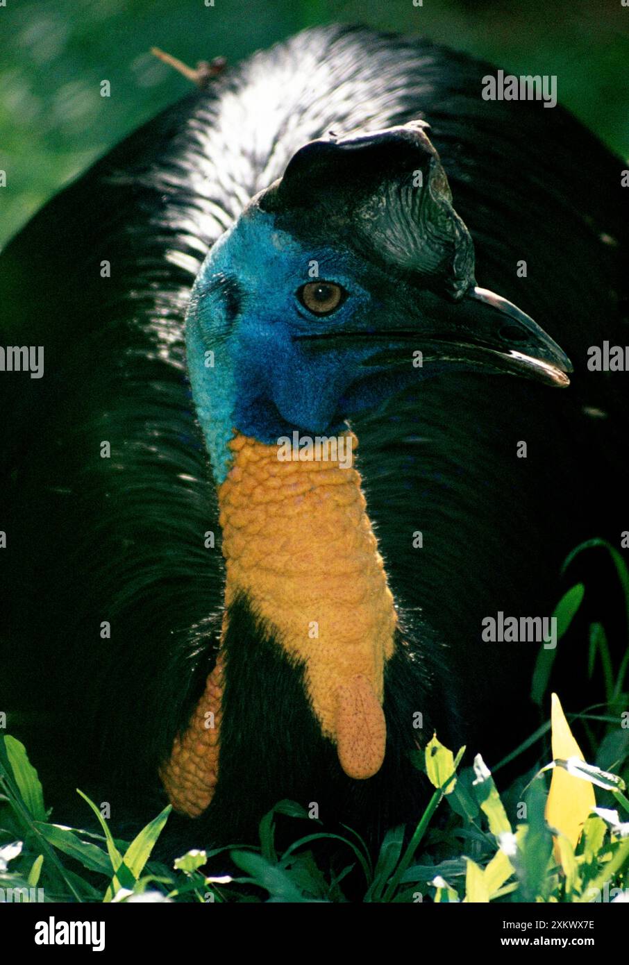 Cassowary papua hi-res stock photography and images - Alamy
