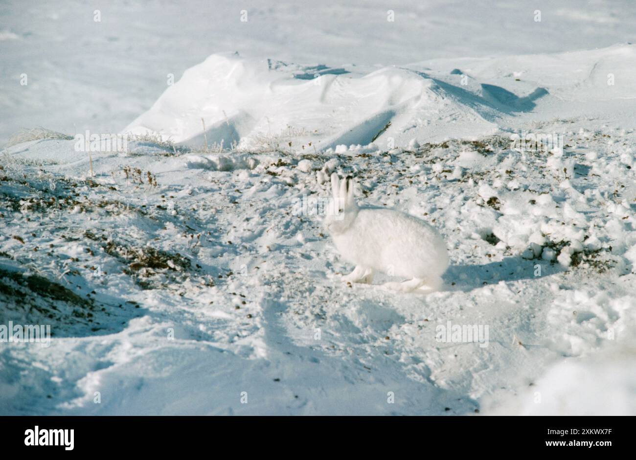 American hare hi-res stock photography and images - Alamy