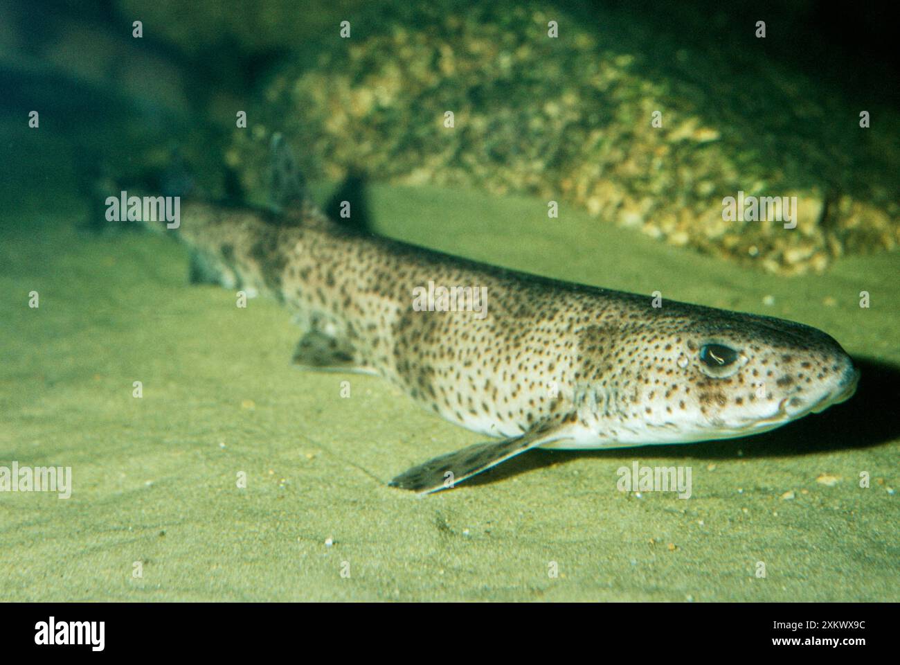 Bullhuss hi-res stock photography and images - Alamy