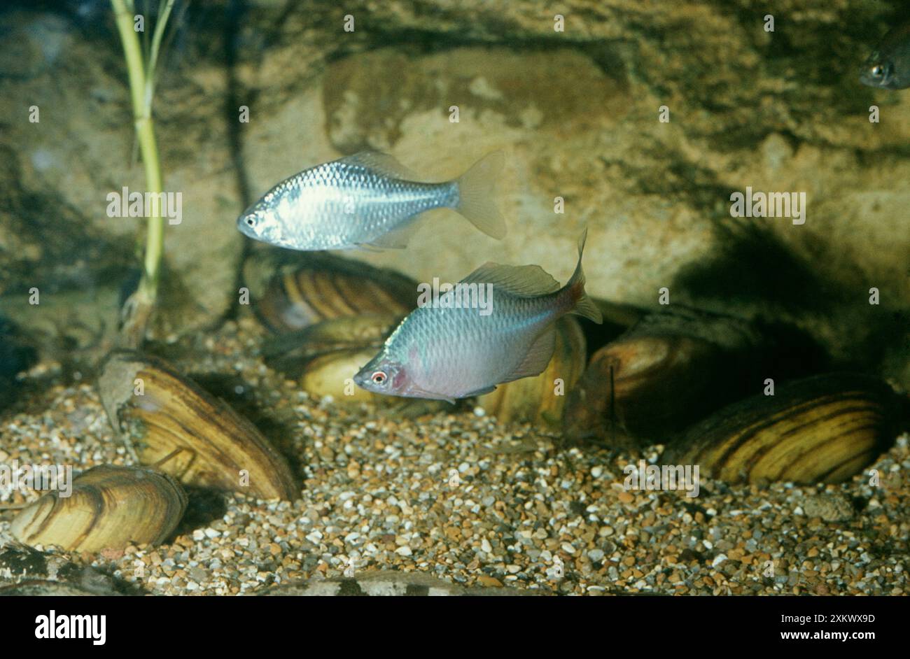 Bitterling Fish - Male & Female (Rhodeus sericeus). With Mussels where ...