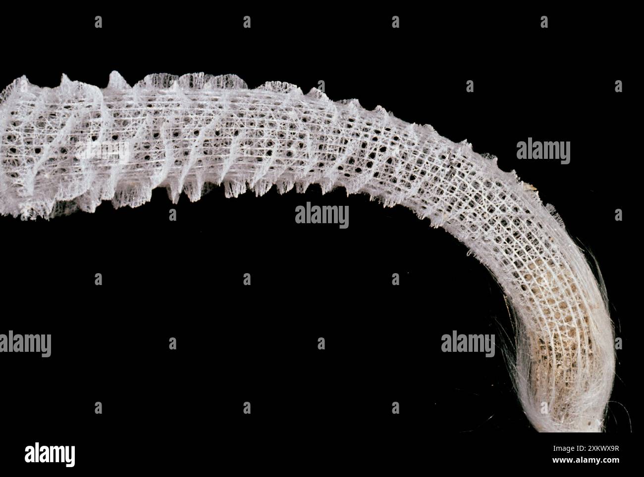 Venus Glass Sponge / Flower Basket Stock Photo - Alamy