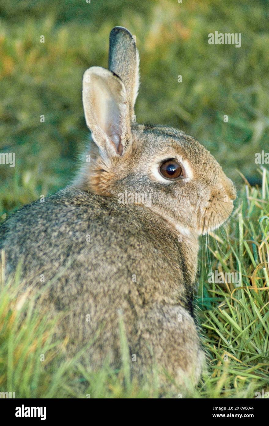 Rabbit eyes in close up hi-res stock photography and images - Alamy