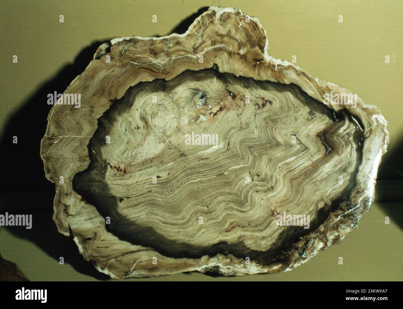 Fossil trunks hi-res stock photography and images - Alamy