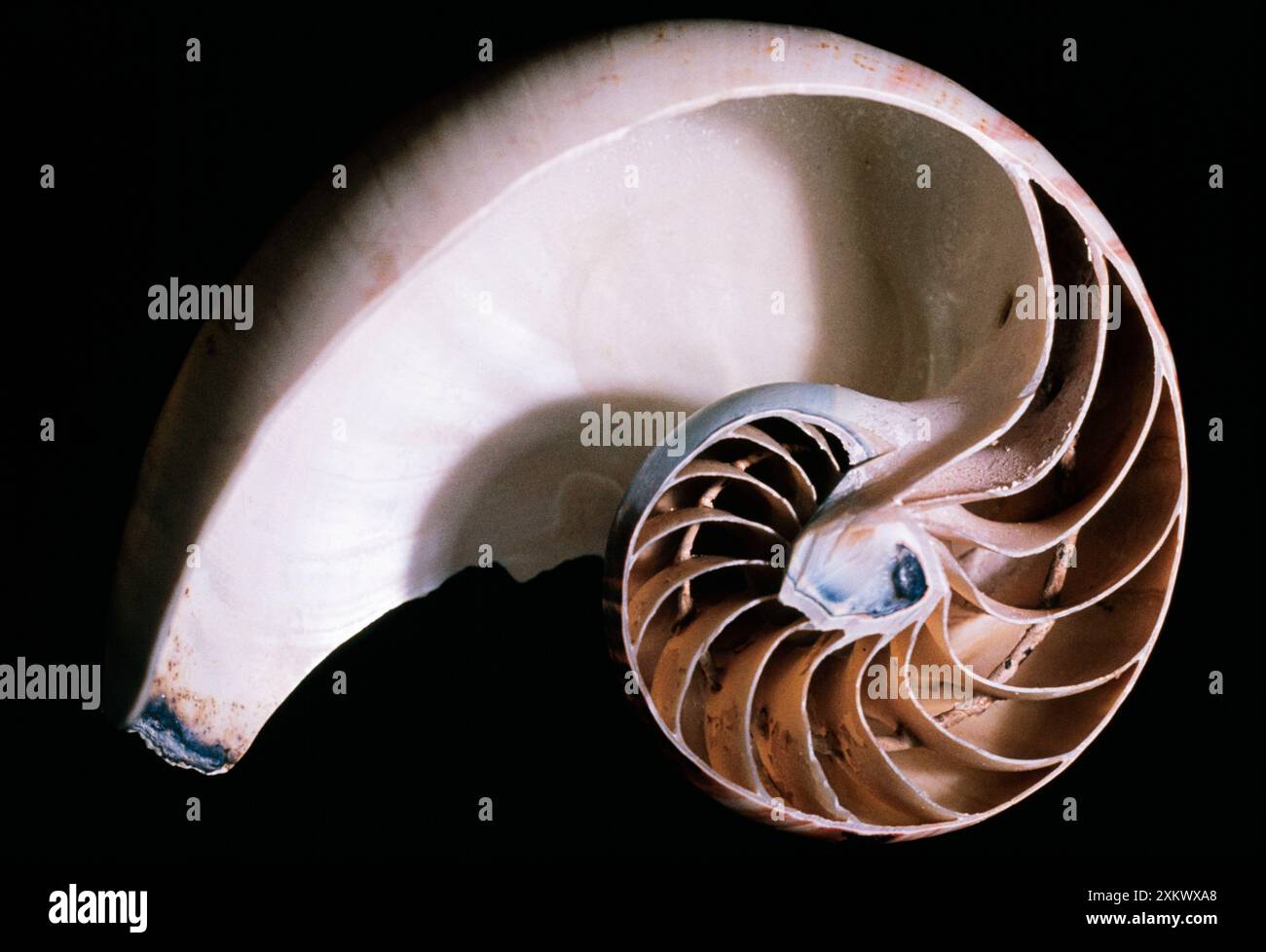Nautilus pompilius chambered shell hi-res stock photography and images ...