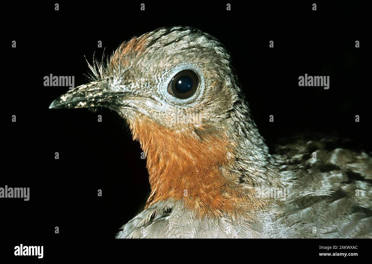 Australian superb lyrebird australia hi-res stock photography and ...