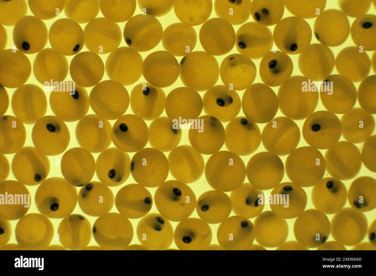 Developing Trout Eggs Stock Photo - Alamy