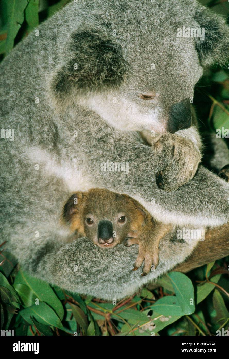 KOALA - WITH INFANT Stock Photo - Alamy