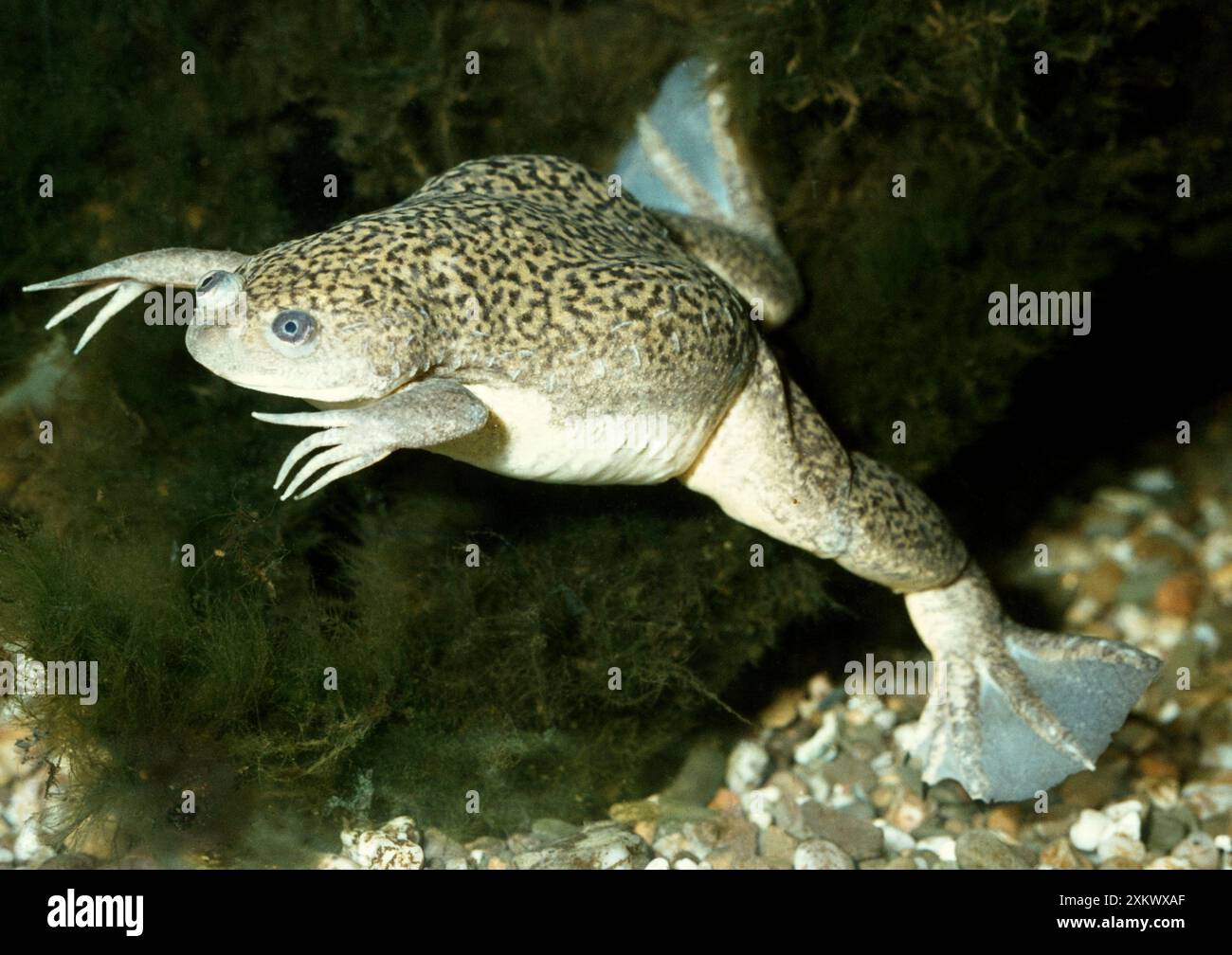 Webbed clawed feet hi-res stock photography and images - Alamy