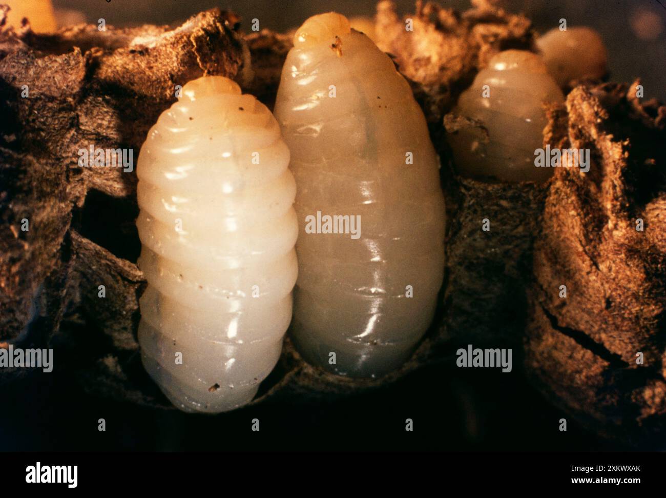 Wasps nest larvae development hi-res stock photography and images - Alamy