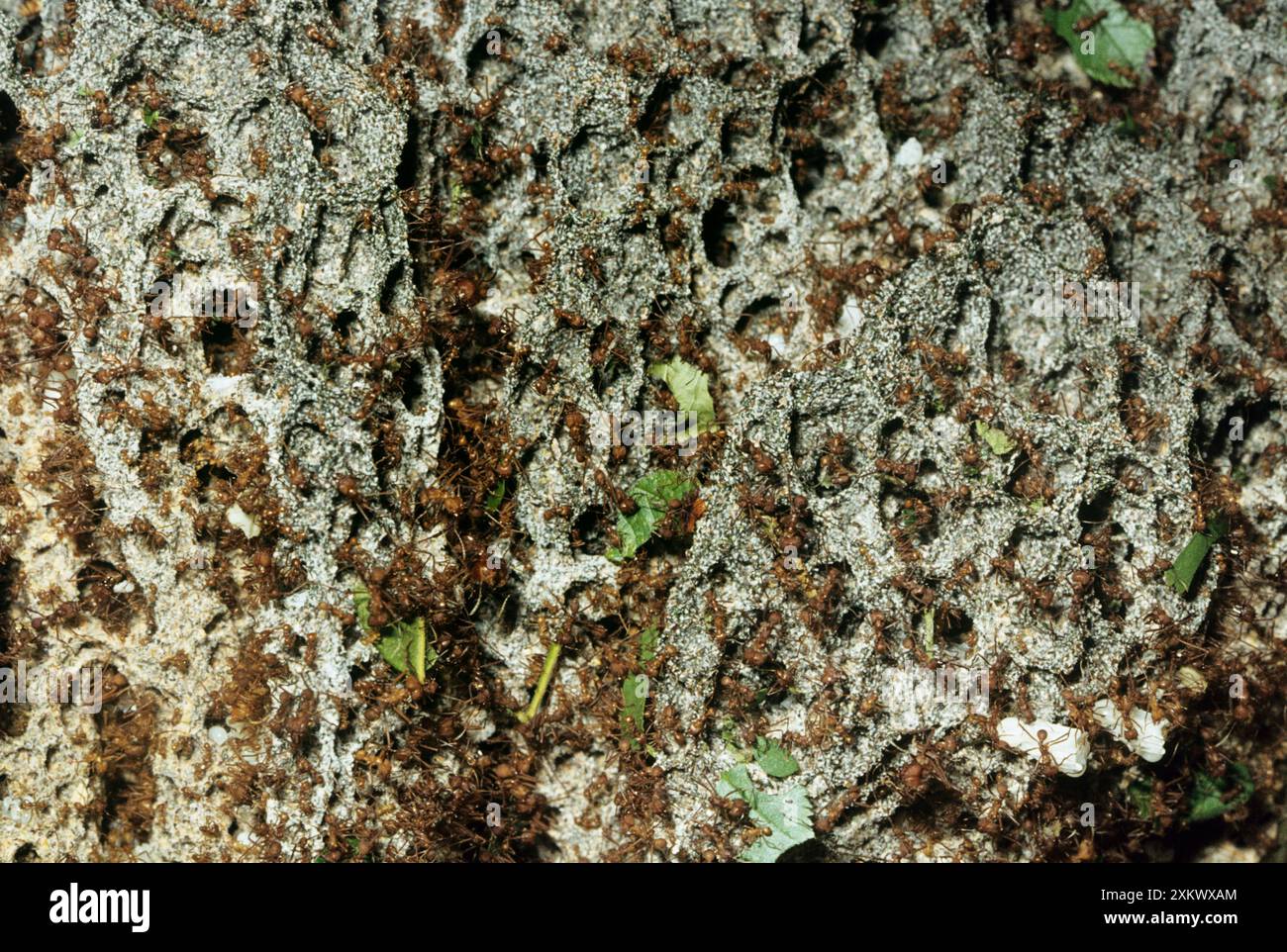 Leaf-cutter Ants - fungus garden in nest Stock Photo - Alamy