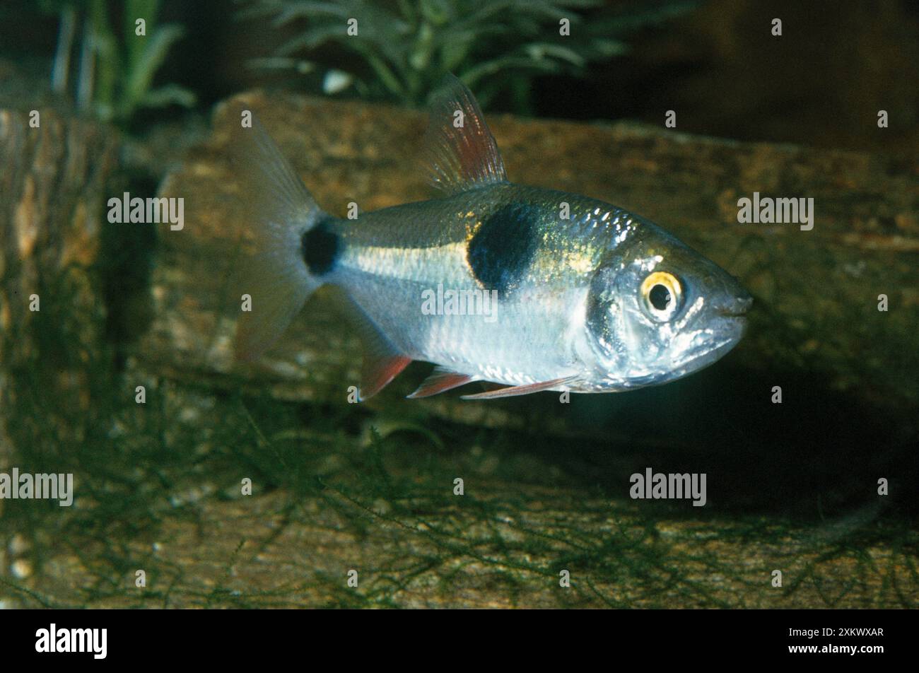 Bucktooth Tetra Fish Stock Photo - Alamy
