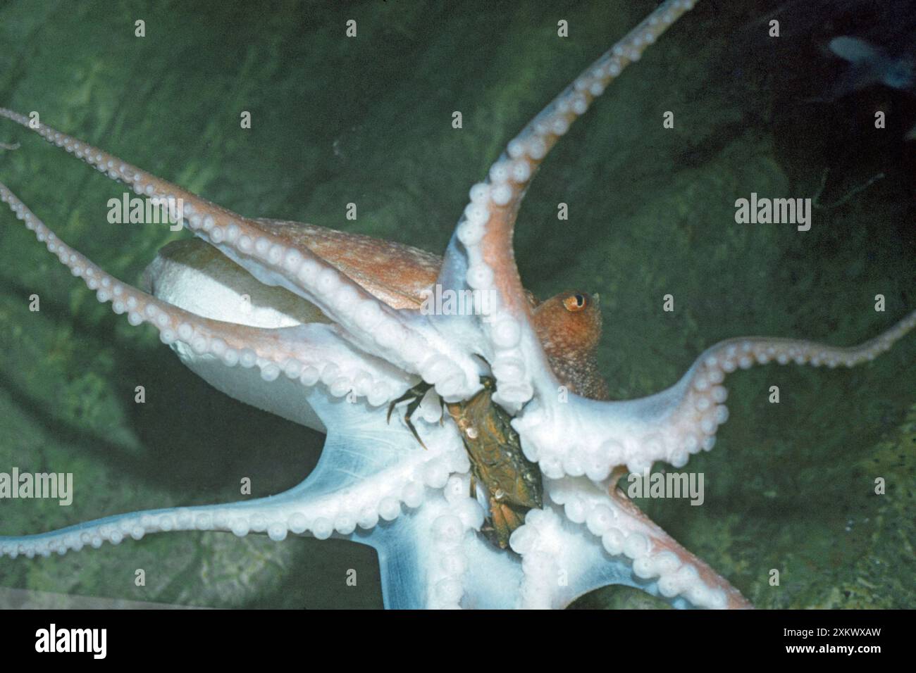 Octopus - Eating crab prey (Octopus vulgaris Stock Photo - Alamy