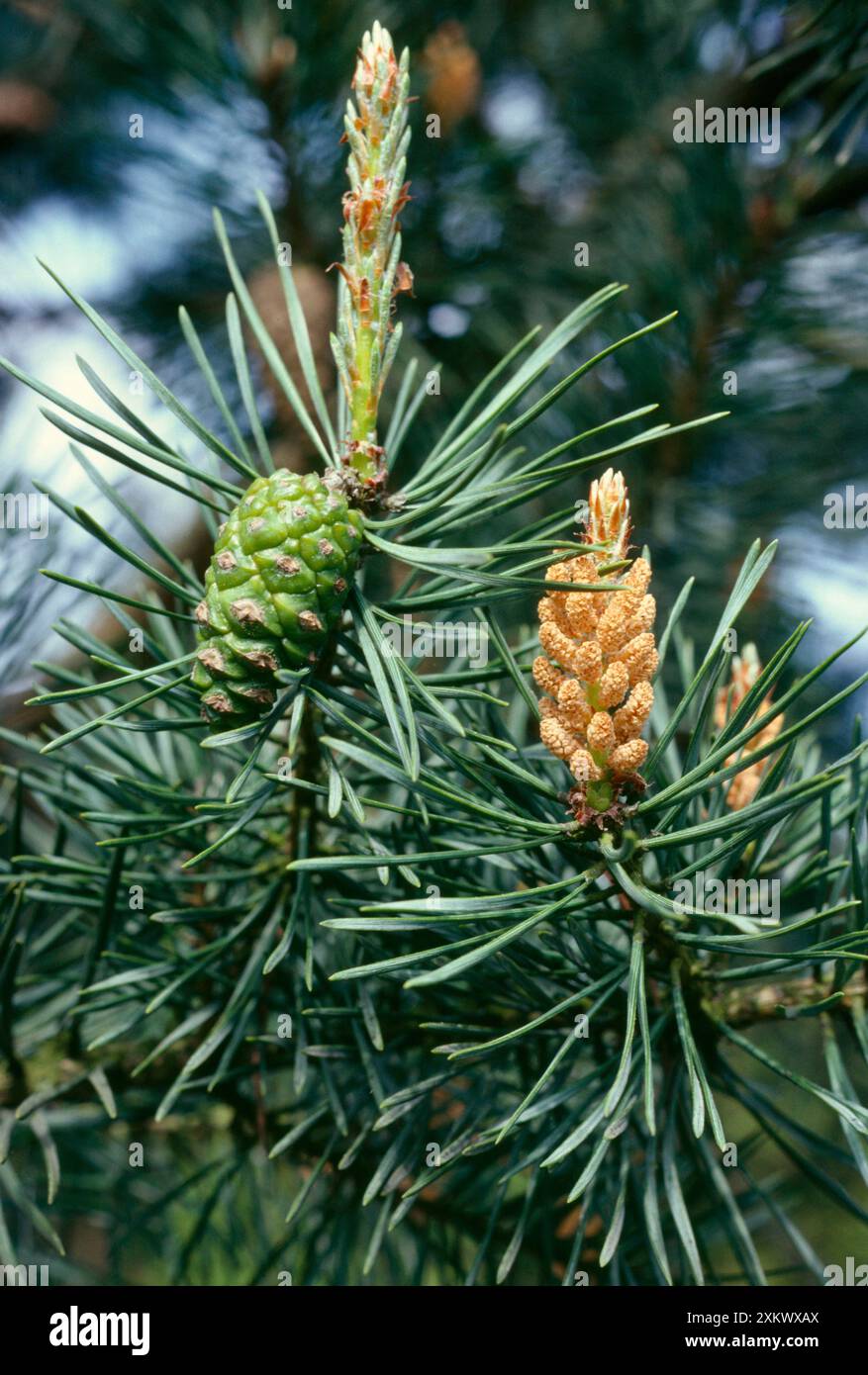 Scots pine pinus sylvestris male hi-res stock photography and images ...