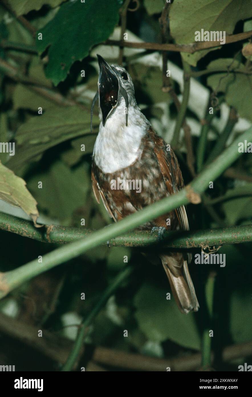 Three-wattled Bell Bird - Male Stock Photo - Alamy