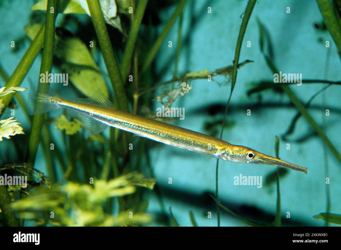 Freshwater animals hi-res stock photography and images - Alamy