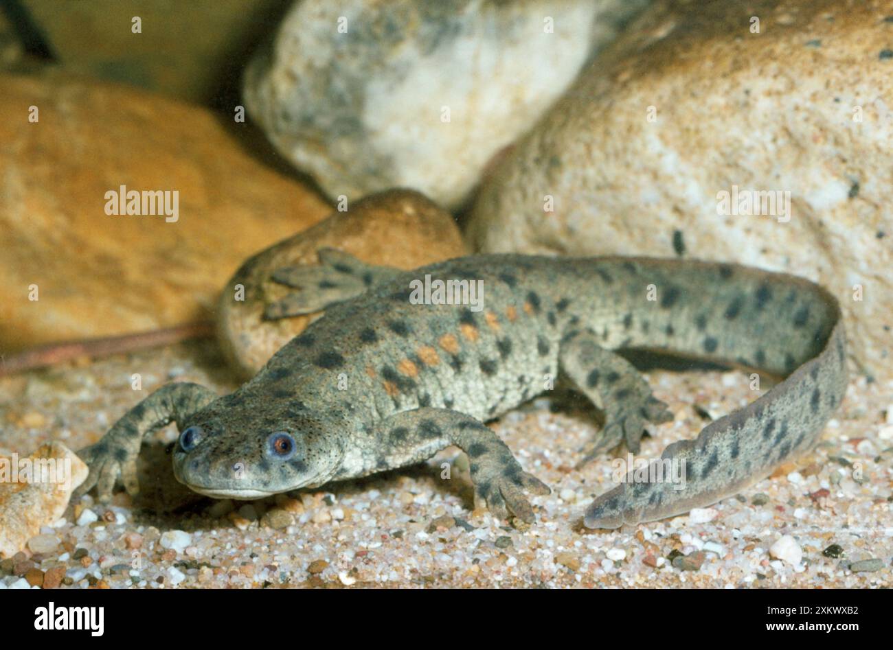 Freshwater newt hi-res stock photography and images - Alamy