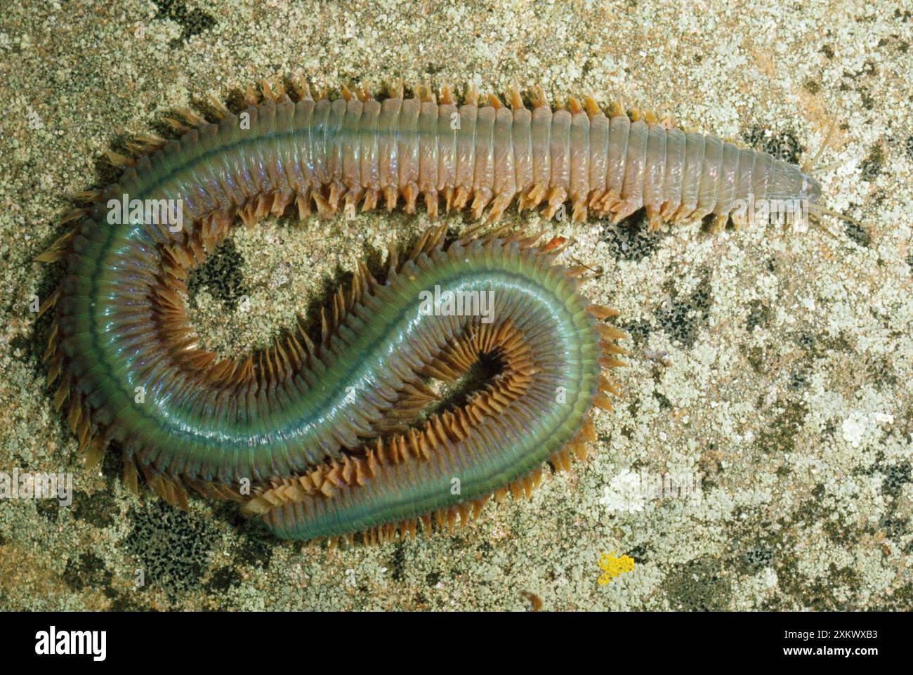 Nereis Virens Jaw Ragworm (Hediste Diversicolor) MarLIN The Marine