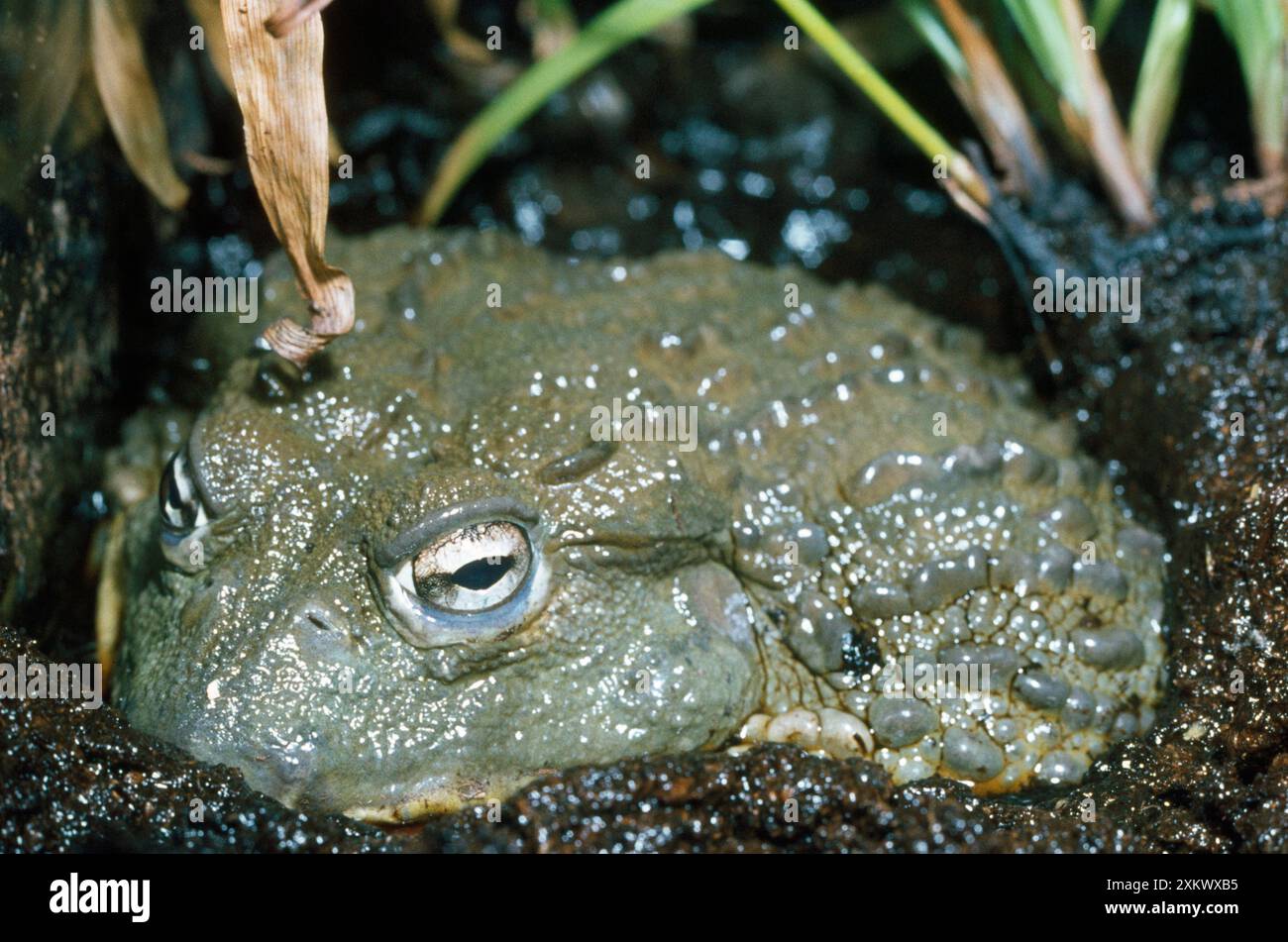 Animals in mud hi-res stock photography and images - Alamy