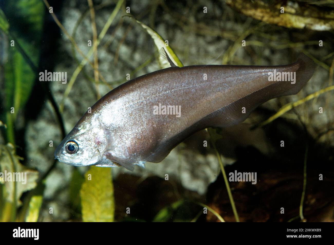 Indian Knife FIsh Stock Photo - Alamy